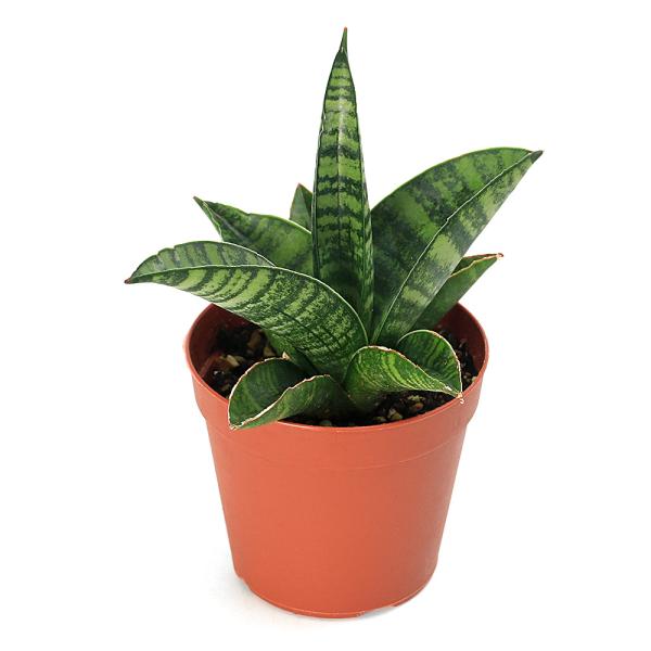ガーデニング　観葉植物　サンスベリア　希少種　レア　流通量　少ない　レアサンスベリア　sansevieria　植物　育て方　育成方法　栽培方法　インテリア　インドア　グリーン　稀少　_plant_series　ウゼツラン科サンスベリア属　キ...