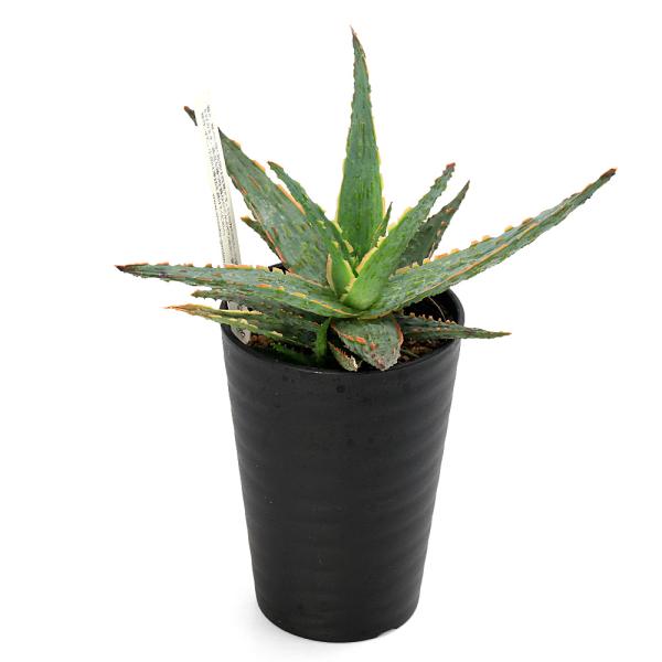 アロエ　ラベンダー　ラベンダーアロエ　Ａｌｏｅ　'Ｌａｖｅｎｄｅｒ'　アロエ属　多肉植物　観葉植物　多肉　rknd　2026tuuki　rknd　y26m08