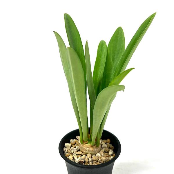 （観葉植物）　_gardening　ガーデニング　サボテン　多肉植物　植物　植物生体　トウダイグサ科ユーフォルビア属　育て方　育成方法　栽培方法　観葉植物　bizarre_series　ユーフォルビア　Ｅｕｐｈｏｒｂｉａ　ｓａｐｉｎｉｉ　南...