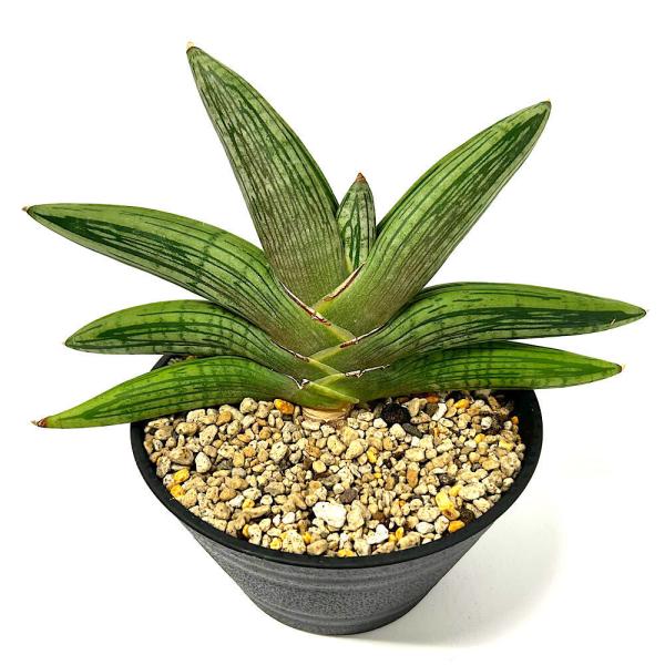 （観葉植物）　ガーデニング　観葉植物　サンスベリア　希少種　レア　流通量　少ない　レアサンスベリア　サンスベリア　ディアブロ　サンセベリア・ディアブロ　Ｄｒａｃａｅｎａ　ｔｒｉｆａｓｃｉａｔａ　Ｄｉａｂｌｏ　サンセベリア　キジカクシ科サンス...