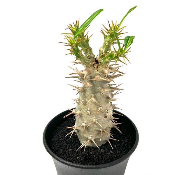 パキポディウム　アンボンゲンセ　Ｐａｃｈｙｐｏｄｉｕｍ　ａｍｂｏｎｇｅｎｓｅ　エレファンツトランク　マダガスカル 塊根　塊根植物　多肉　多肉植物　レア　コーデックス　育て方　育成方法　rknd　2026tuuki　y26m08