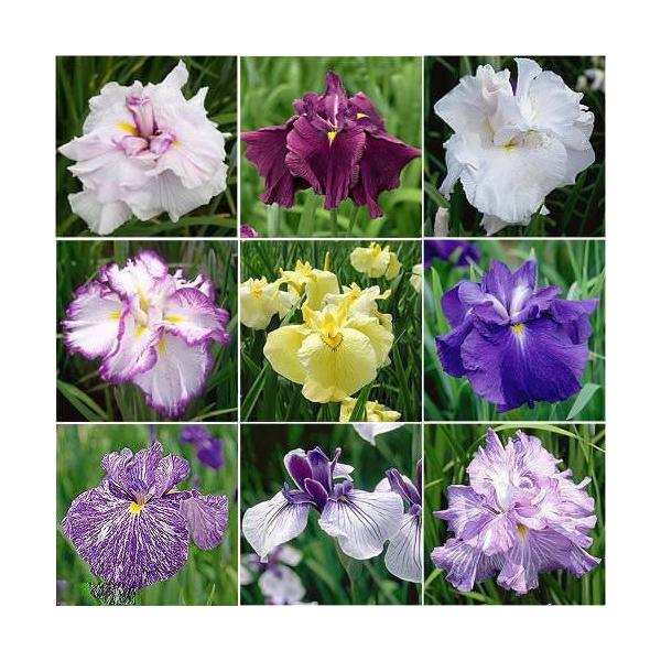 ビオトープ　水辺植物　水生植物　ayame　ガーデニング　その他水辺植物　花菖蒲　肥後系　中生　all_plants　20130324　mzks_　fi_hrnditokka_01　植物　植物生体　ガーデニング生体　育て方　育成方法　栽培方...