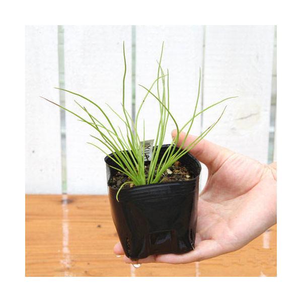 _aqua　_gardening　金魚・メダカ　ビオトープ　ウォーターガーデン　水辺植物　水生植物　オーナメンタルグラス　線形状　ガーデニング　その他水辺植物　all_plants　水辺0601　bio_130715　ミズニラ　ＮＫＢ　20...