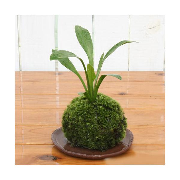 こけだま　苔玉　ガーデニング　コケ　苔　観葉植物　20140731　ＹＳ　植物　植物生体　ガーデニング生体　育て方　育成方法　栽培方法　こけ玉　banner_kokedama　opa2_delete　keirounohi　createpla...