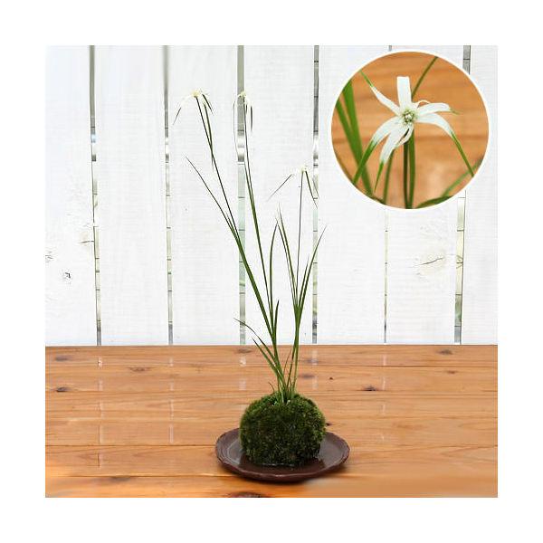 こけだま　苔玉　ガーデニング　コケ　苔　観葉植物　20140731　ＹＳ　植物　植物生体　ガーデニング生体　育て方　育成方法　栽培方法　こけ玉　banner_kokedama　opa2_delete　keirounohi　annual_gr...