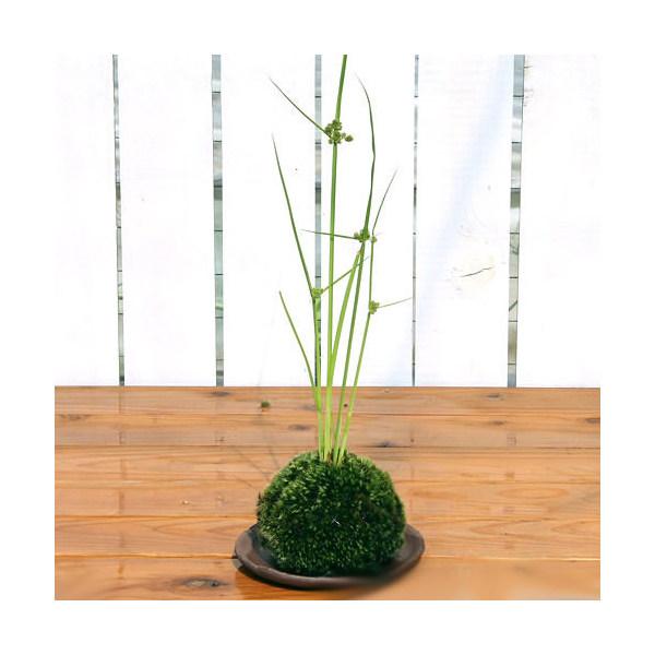 コケシリーズガーデニング　観葉植物苔玉　コケ玉　20140810　ＹＳ　こけだま　植物　植物生体　ガーデニング生体　育て方　育成方法　栽培方法　banner_kokedama　opa2_delete　keirounohi　annual_gr...