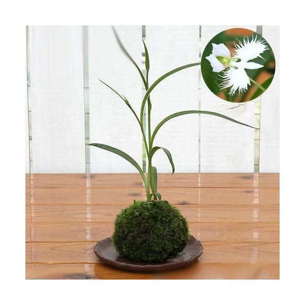 _interior　_gardening　こけだま　苔玉　ガーデニング　コケ　苔　観葉植物　20140731　ＹＳ　植物　植物生体　ガーデニング生体　こけ玉　育て方　育成方法　栽培方法　keirounohi　createplants_管理用