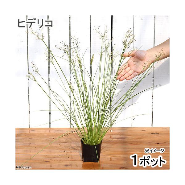 _aqua　_gardening　金魚・メダカ　ビオトープ　水辺植物　水生植物　線形状　ガーデニング　20140828　YS　植物　植物生体　ガーデニング生体　育て方　育成方法　栽培方法　039_list　湿生植物　opa2_delete　...