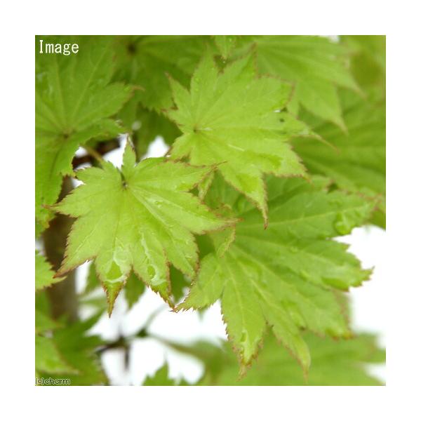 ガーデニング　山野草　もみじ　Ａｃｅｒ　ｓｐ．　カエデ　楓　紅葉　20160509　YS　plants_momiji　育て方　育成方法　栽培方法　sps1806_3pu5_zyumok　黄金イタヤ