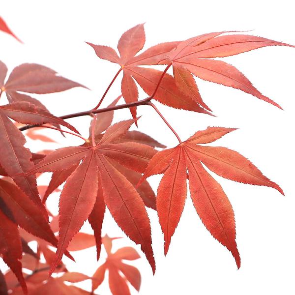 ガーデニング　山野草　もみじ　Ａｃｅｒ　ｓｐ．　カエデ　楓　紅葉　20190428　ＲＭ　植物　植物生体　ガーデニング生体　育て方　育成方法　栽培方法　カエデ科　カエデ属　庭木　樹木　猩々　ショウジョウ　ショウジョウノムラ　猩々野村