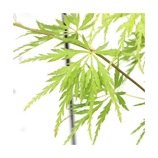 ガーデニング　山野草　もみじ　Ａｃｅｒ　ｓｐ．　カエデ　楓　紅葉　20190428　ＲＭ　植物　植物生体　ガーデニング生体　育て方　育成方法　栽培方法　カエデ科　カエデ属　庭木　樹木　セイリュウ　青龍　青竜　枝垂れ