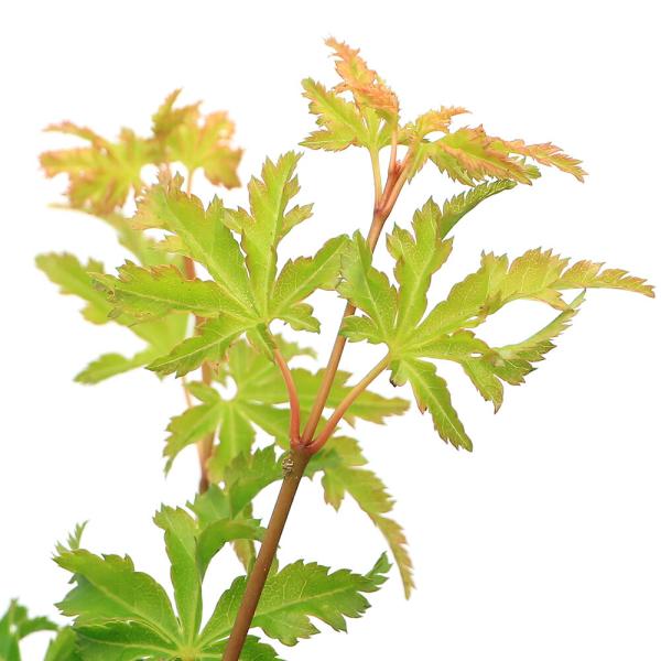 ガーデニング　山野草　もみじ　Ａｃｅｒ　ｓｐ．　カエデ　楓　紅葉　20190428　ＲＭ　植物　植物生体　ガーデニング生体　育て方　育成方法　栽培方法　カエデ科　カエデ属　庭木　樹木　シシガシラ　獅子頭