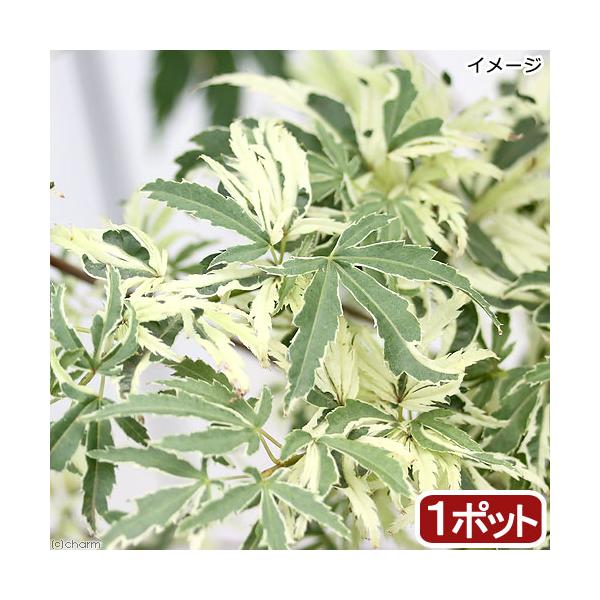 ガーデニング　山野草　もみじ　Ａｃｅｒ　ｓｐ．　カエデ　楓　紅葉　20190428　ＲＭ　植物　植物生体　ガーデニング生体　育て方　育成方法　栽培方法　カエデ科　カエデ属　bnr_grnmmj　opa2_delete