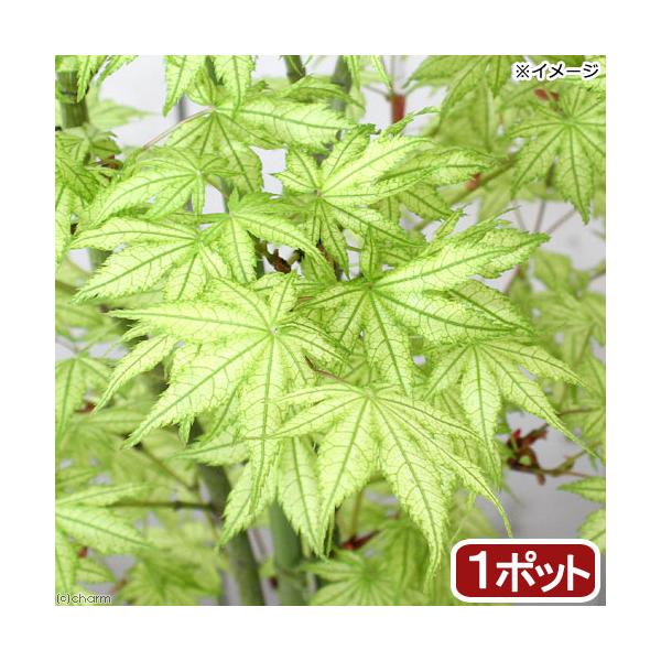 ガーデニング　山野草　もみじ　Ａｃｅｒ　ｓｐ．　カエデ　楓　紅葉　20190428　ＲＭ　植物　植物生体　ガーデニング生体　育て方　育成方法　栽培方法　カエデ科　カエデ属　庭木　樹木　しぎたちさわ　鴫立沢　斑入り