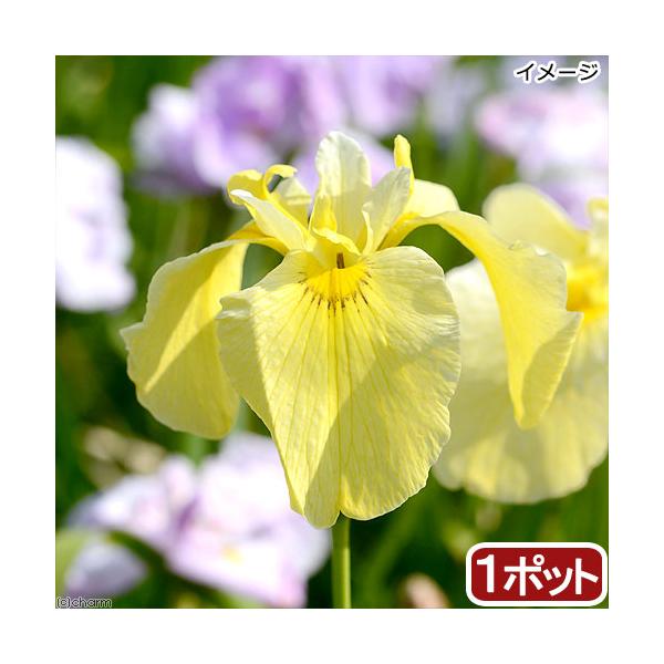 _aqua　_gardening　金魚・メダカ　ビオトープ　水辺植物　水生植物　ayame　ガーデニング　その他水辺植物　花菖蒲　黄色　三英花　all_plants　花菖蒲0225　20170827　NO　植物　植物生体　ガーデニング生体　...