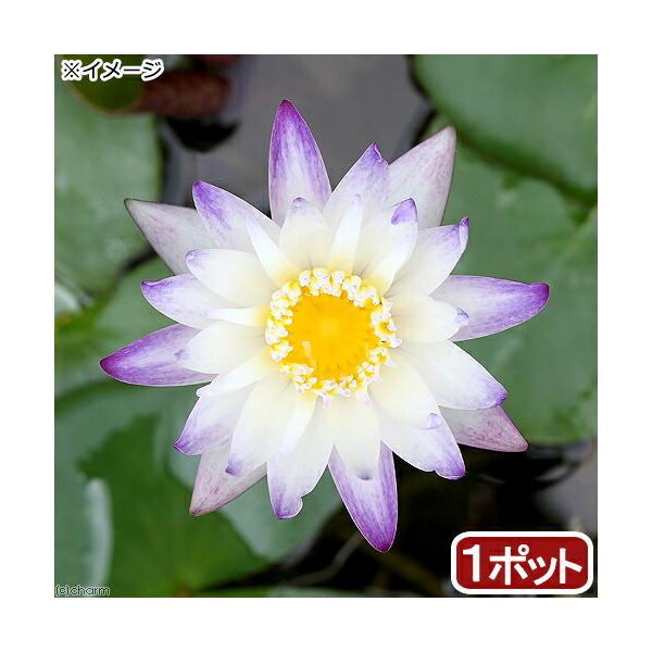 _gardening　スイレン　睡蓮　栽培　育て方　熱帯性スイレンまつり　ビオトープ　熱帯性スイレン　ガーデニング　水辺植物　all_plants　nettaipoint　熱帯性睡蓮シリーズ　HOT　PINK　植物　植物生体　ガーデニング生...