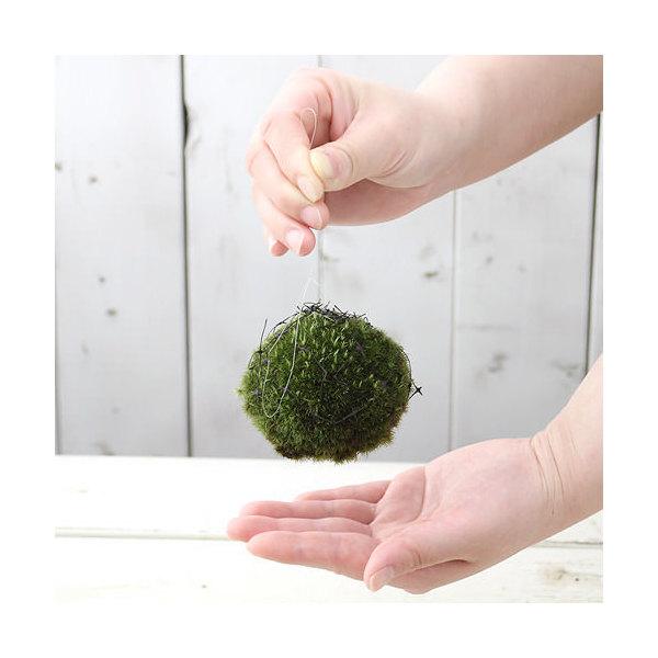_interior　_kame　_hachu　コケシリーズ　aquaterrarium　ガーデニング　観葉植物　苔　all_plants　両爬向き植物　20170604　苔玉　ＮO　コケ玉　dPhHnkv1_bitp　_gardening　...