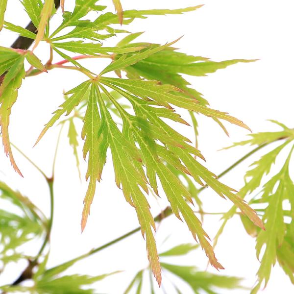 ガーデニング　山野草　もみじ　Ａｃｅｒ　ｓｐ．　カエデ　楓　紅葉　20190428　ＲＭ　植物　植物生体　ガーデニング生体　育て方　育成方法　栽培方法　カエデ科　カエデ属　bnr_grnmmj　opa2_delete　青しだれ　青シダレ