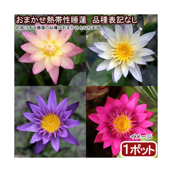 _aqua　_gardening　スイレン　睡蓮　栽培　育て方　ビオトープ　ヒメスイレン　スイレンまつり　ガーデニング　水辺植物　色指定なし　温帯性　all_plants　各色スイレン　熱帯性睡蓮シリーズ　ck95zl8wガーデニング　et...