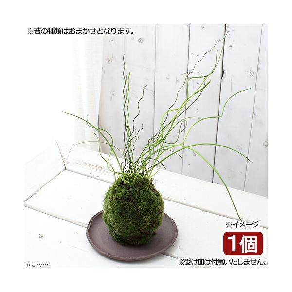こけだま　苔玉　ガーデニング　コケ　苔　観葉植物　20171022　ＲＭ　植物　植物生体　ガーデニング生体　育て方　育成方法　栽培方法　こけ玉　イグサ　banner_kokedama　opa2_delete　keirounohi　creat...