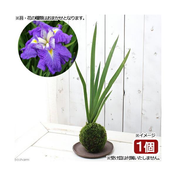 こけだま　苔玉　ガーデニング　コケ　苔　観葉植物　20171116　ＲＭ　植物　植物生体　ガーデニング生体　育て方　育成方法　栽培方法　こけ玉　アヤメ　banner_kokedama　opa2_delete　keirounohi