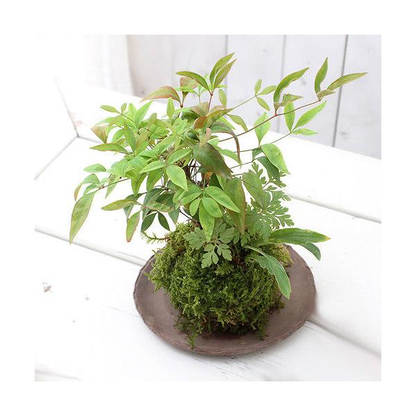 こけだま　苔玉　ガーデニング　コケ　苔　観葉植物　20171106　ＲＭ　植物　植物生体　ガーデニング生体　育て方　育成方法　栽培方法　こけ玉　野草　雑草　山野草　和　和風　侘び寂び　わびさび　banner_kokedama　opa2_de...