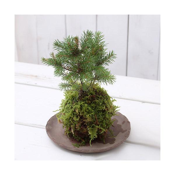 こけだま　苔玉　ガーデニング　コケ　苔　観葉植物　20171106　ＲＭ　植物　植物生体　ガーデニング生体　育て方　育成方法　栽培方法　こけ玉　野草　雑草　山野草　和　和風　侘び寂び　わびさび　樹木苗　庭木　banner_kokedama　...