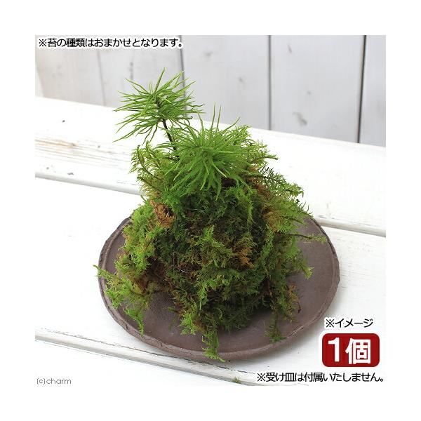 _gardening　_interior　こけだま　苔玉　ガーデニング　コケ　苔　観葉植物　20171116　ＲＭ　植物　植物生体　ガーデニング生体　育て方　育成方法　栽培方法　こけ玉　和　和風　侘び寂び　わびさび　マンネングサ　opa2_...