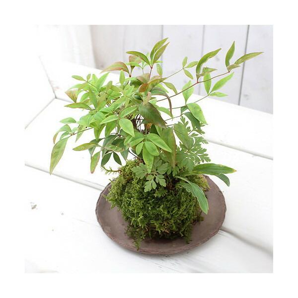 こけだま　苔玉　ガーデニング　コケ　苔　観葉植物　20171106　ＲＭ　植物　植物生体　ガーデニング生体　育て方　育成方法　栽培方法　こけ玉　野草　雑草　山野草　和　和風　侘び寂び　わびさび　banner_kokedama　keiroun...
