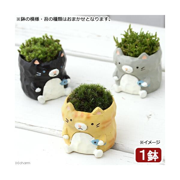 _interior　_gardening　ガーデニング　山野草　寄せ植え　sannyasou_2014　20171218　RM　kokebonsai　植物　植物生体　ガーデニング生体　039_list　kjKPkin　アニマルプランター　ネ...