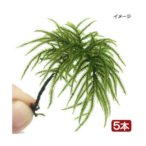 paludariumplants　パルダリウム　テラリウム　line2462terarium　_gardening　_hachu　ビバリウム　アクアテラリウム　ボトル　育て方　育成方法　栽培方法　マンネングサ　苔　こけ　高野の万年草　コウヤ...