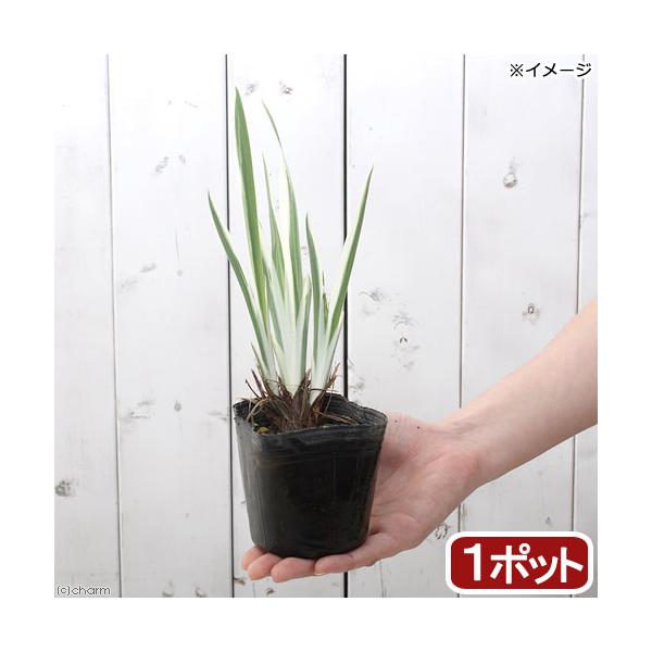 _aqua　_gardening　ビオトープ　水辺植物　水生植物　ayame　ガーデニング　その他水辺植物　all_plants　水辺0309　20171210　ＲＭ　bio_130715　植物　植物生体　ガーデニング生体　育て方　育成方法...