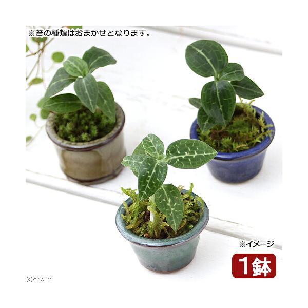 _aqua　_gardening　_hachu　_interior　_kame　苔　盆栽　インテリア　観葉植物　園芸　ガーデニング　ビバリウム　アクアテラリウム　パルダリウム　水草　宝石ラン属　ミヤマウズラの仲間　グッディエラ　Ｇｏｏｄｙｅ...