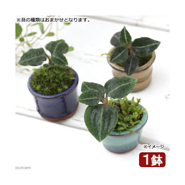 _aqua　_gardening　_hachu　_interior　_kame　苔　盆栽　インテリア　ガーデニング　観葉植物　植物　植物生体　ガーデニング生体　テラリウム　ビバリウム　アクアテラリウム　パルダリウム　育て方　育成方法　栽培方...