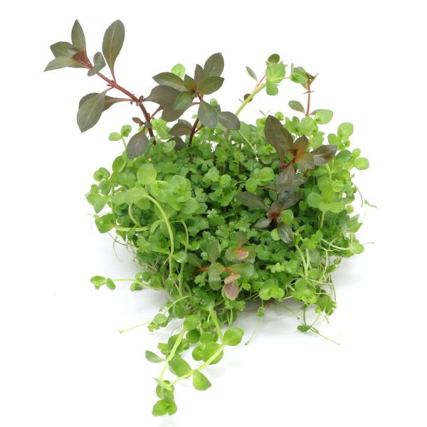 wpgroupplanting　_gardening　ビオトープ　鉢　水辺植物　水生植物　ガーデニング　その他水辺植物　all_plants　インスタントビオ　インスタント・ビオトープ　インスタントビオシリーズ　植物　植物生体　ガーデニング...