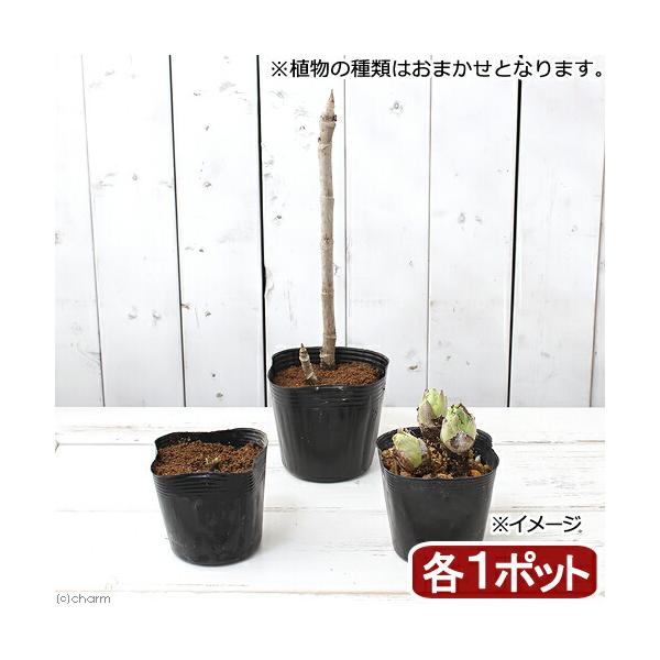 _gardening　ガーデニング　山野草　球根　山菜　苗　３号　20171231　RM　na_eTK06　植物　植物生体　ガーデニング生体　育て方　育成方法　栽培方法