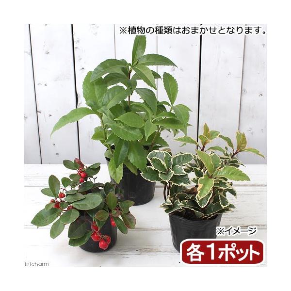 _gardening　ガーデニング　山野草　球根　３号　20171231　RM　na_eTK06　植物　植物生体　ガーデニング生体　育て方　育成方法　栽培方法　縁起木　縁起樹　お祝い　贈り物　お正月　jityu　bnr_syougatu32...