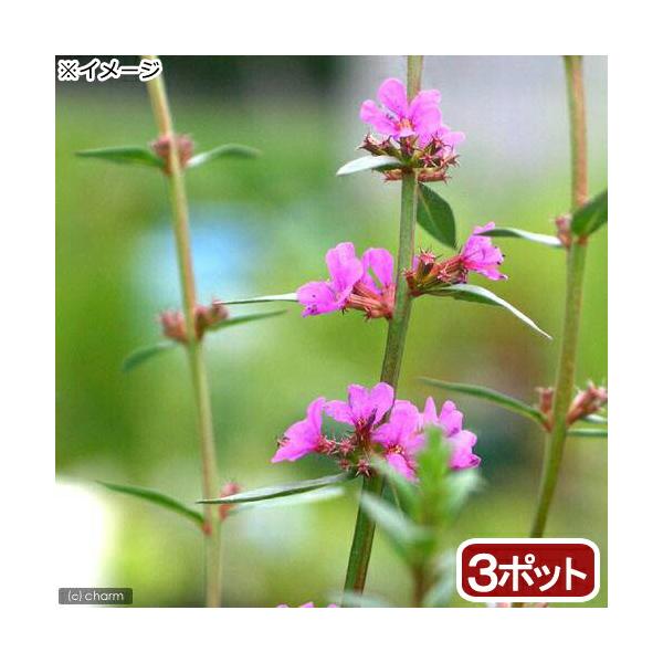 _gardening　水辺植物　水生植物　有茎種　枝もの　ガーデニング　その他水辺植物　ボンバナ　盆花　ショウリョウバナ　精霊花　ソビソウ　鼠尾草　センクツサイ　千屈菜　all_plants　20180218　ＲＭ　bio_130715　山...