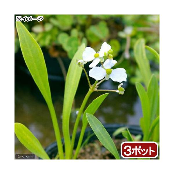 金魚・メダカ　_aqua　_gardening　ビオトープ　水辺植物　水生植物　オモダカ　Ａｌｉｓｍａｔａｃｅａｅ　ガーデニング　水辺植物all_plants　20180218　ＲＭ　水辺0331　bio_130715　植物　植物生体　ガー...