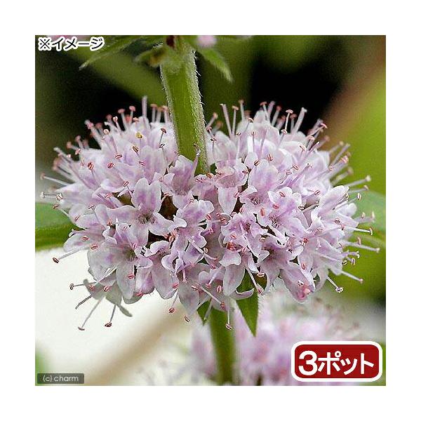 _aqua　_gardening　金魚・メダカ　スイレン　睡蓮　栽培　育て方　ビオトープ　ガーデニング　水辺植物　all_plants　YH　ontaiseisuiren　20130310　植物　植物生体　ガーデニング生体　育成方法　栽培方...