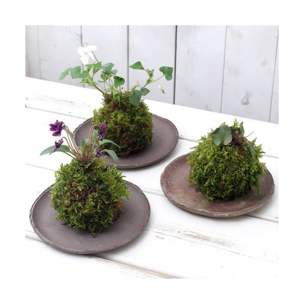 _gardening　_interior　こけだま　苔玉　ガーデニング　コケ　苔　観葉植物　20180306　ＲＭ　植物　植物生体　ガーデニング生体　育て方　育成方法　栽培方法　こけ玉　和　和風　侘び寂び　わびさび　スミレ　banner_k...