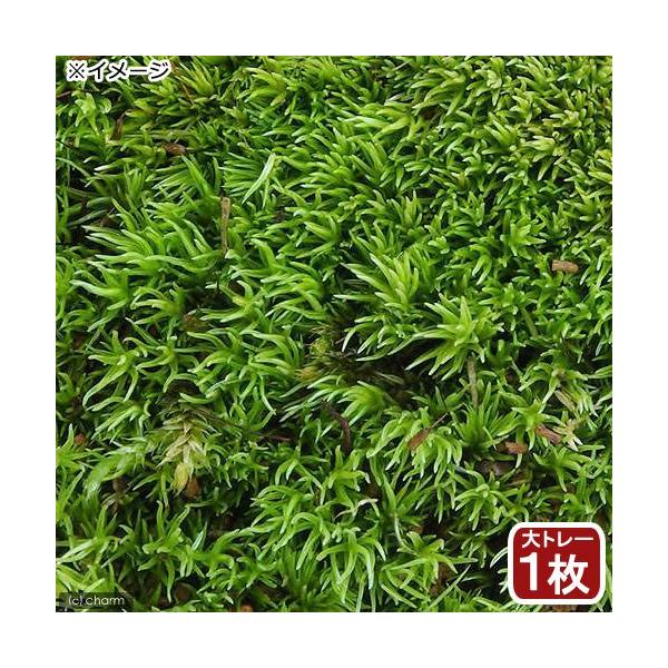 paludariumplants　パルダリウム　テラリウム　line2462terarium　_hachu　コケシリーズ　aquaterrarium　ガーデニング　観葉植物　苔　all_plants　両爬向き植物　邑楽店　盆栽　ビバリウム　...