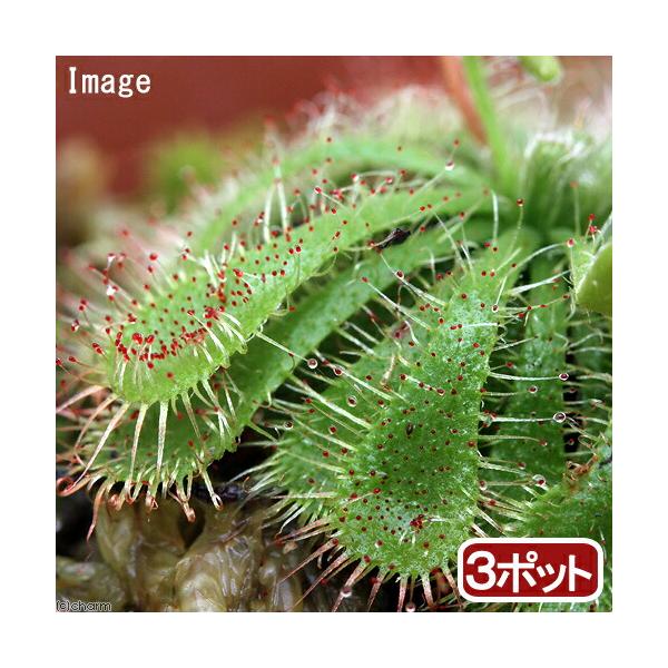 paludariumplants　パルダリウム　テラリウム　_gardening　_hachu　_kame　観葉植物　園芸　ガーデニング　ビバリウム　アクアテラリウム　食虫植物　ドロセラ　droseraceae_pio　hoihoi_pio...