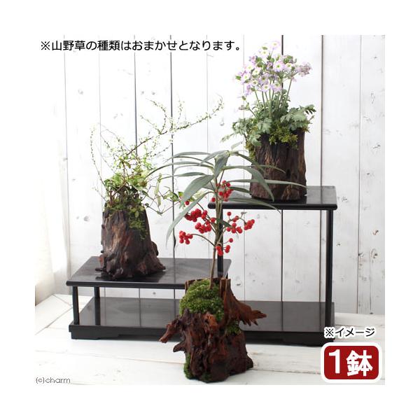 _interior　_gardening　stampwood　ガーデニング　山野草　寄せ植え　koukaseki_series　sannyasou_2014　20180306　ＲＭ　植物　植物生体　ガーデニング　育て方　育成方法　栽培方法　...