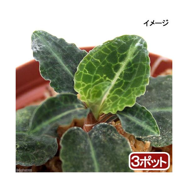 paludariumplants　パルダリウム　テラリウム　_aqua　_gardening　_kame　観葉植物　園芸　ガーデニング　ビバリウム　アクアテラリウム　水草　宝石蘭　宝石ラン　シュスラン属　ミヤマウズラの仲間　グッディエラ　Ｇ...