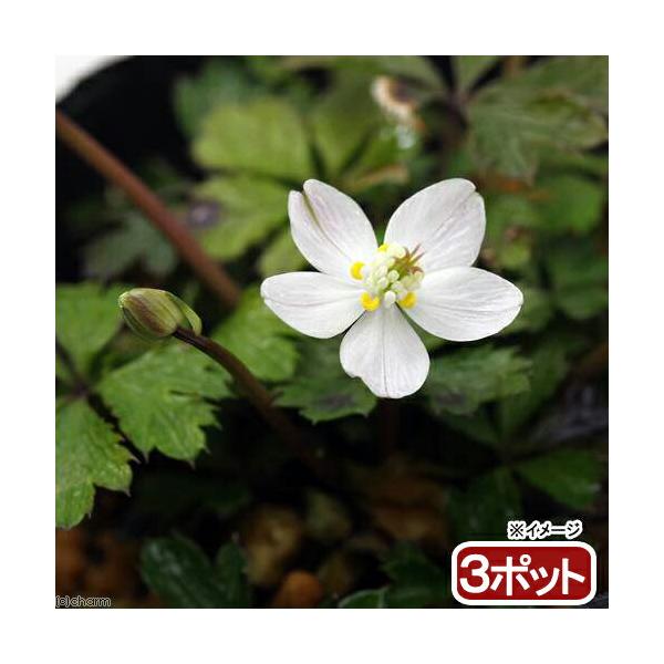 _gardening　ガーデニング　山野草　テラリウム　バイカオウレン　梅花黄蓮　NT　20140210　植物　植物生体　ガーデニング生体　育て方　育成方法　栽培方法　Ｃｏｐｔｉｓ　ｑｕｉｎｑｕｅｆｏｌｉａ　牧野富太郎　sousyun25p