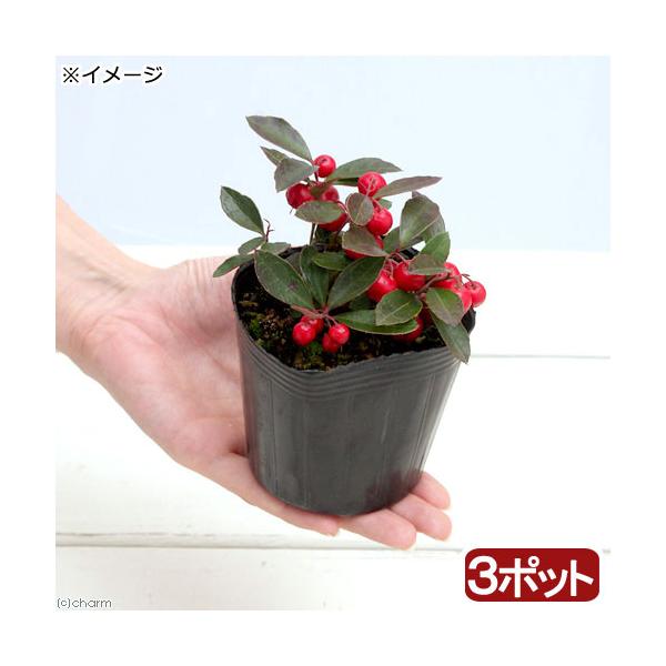 ing　ガーデニング　山野草　ツツジ科シラタマノキ属　Ｇａｕｌｔｈｅｒｉａ　ｐｒｏｃｕｍｂｅｎｓ　大実ゴールテリア　３号　オオミコウジ　大実コウジ　大実柑子　チェッカーベリー　姫柑子　苗　20180307　RM　植物　植物生体　ガーデニング...