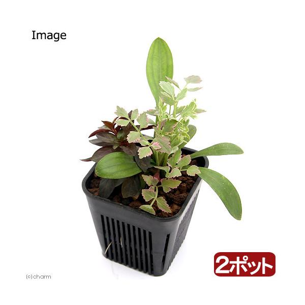 wpgroupplanting　_gardening　ビオトープ　ビオ植物　水辺植物　水生植物　抽水植物　ガーデニング　ウォーターガーデニング　その他水辺植物　all_plants　育て方　育成方法　栽培方法　インスタント　インスタントビオ...