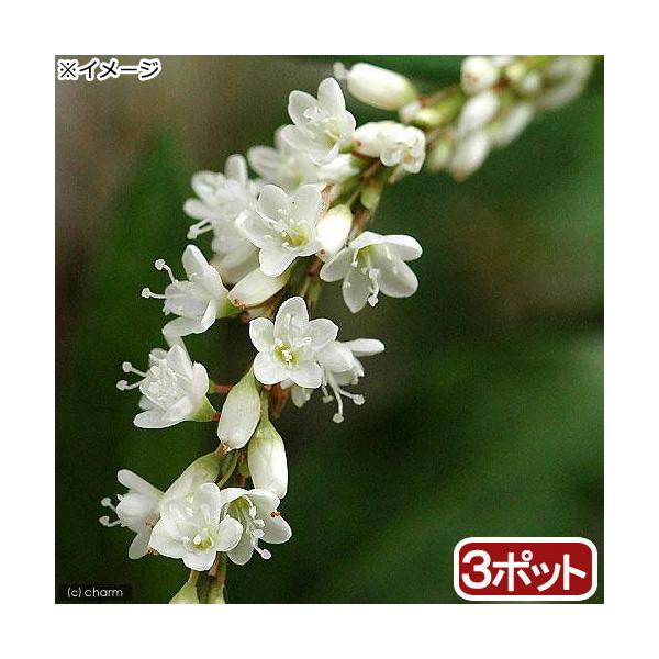 _gardening　水辺植物　水生植物　有茎種　枝もの　白花桜蓼　ガーデニング　その他水辺植物　ll_plants　20110507　nz247yhgガーデニング　bio_130715　山野草　sanyasou140619　植物　植物生体...