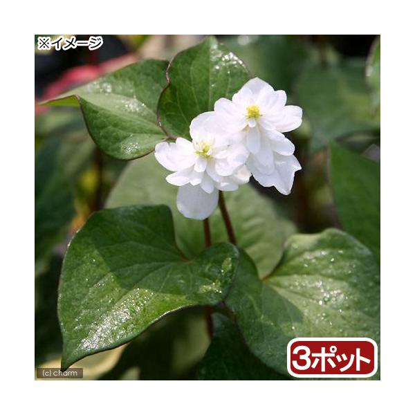 _gardening　ガーデニング　ビオトープ　水辺植物　水生植物　20180311　RM　bio_130715　tg378qcqガーデニング　山野草　sanyasou140619　植物　植物生体　ガーデニング生体　育て方　育成方法　栽培方...